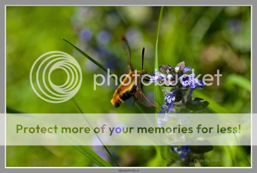 Wildflowers around the garden - PentaxForums.com